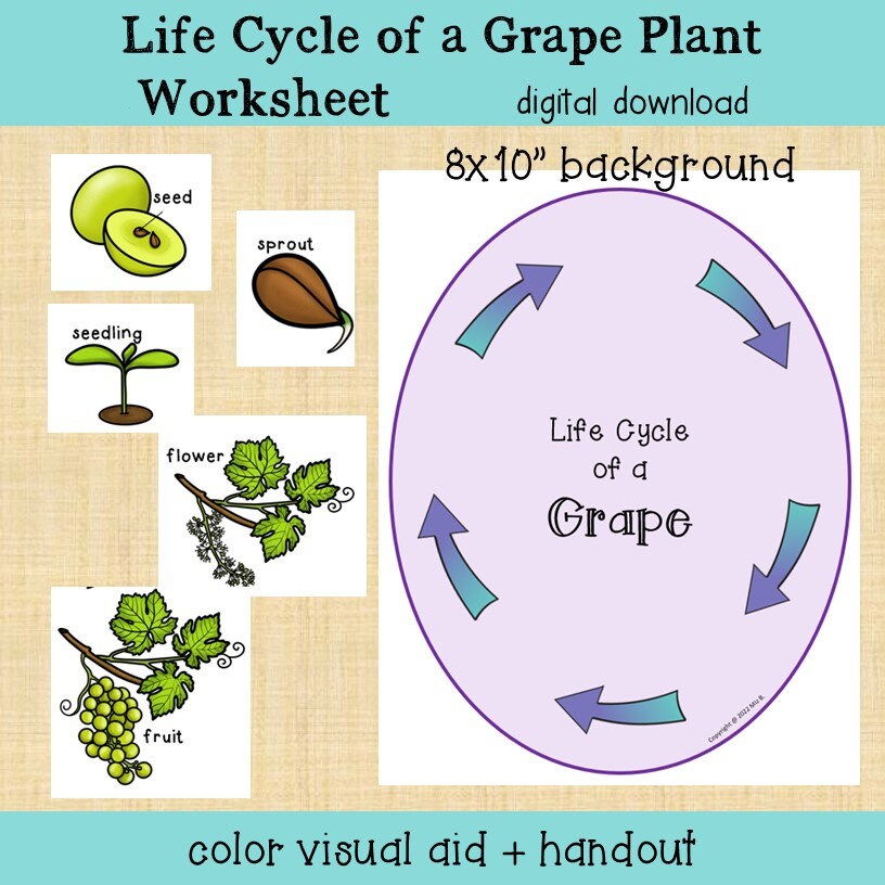 Life Cycle of a Plant - Grape Printable Worksheet - Etsy