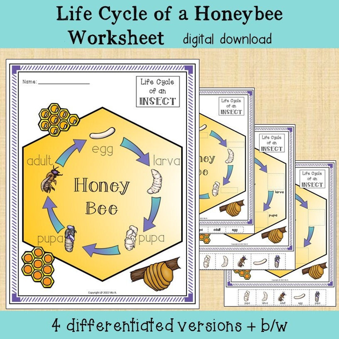 Life Cycle of a Honeybee Worksheet - Etsy