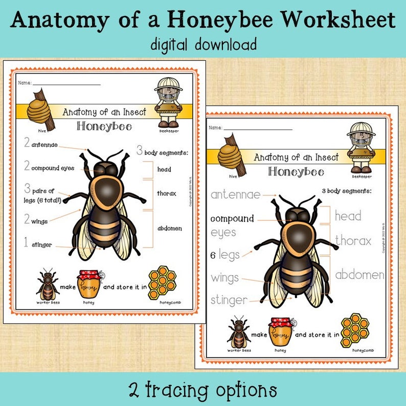Anatomy of an Insect - Honeybee Printable Worksheet - Etsy