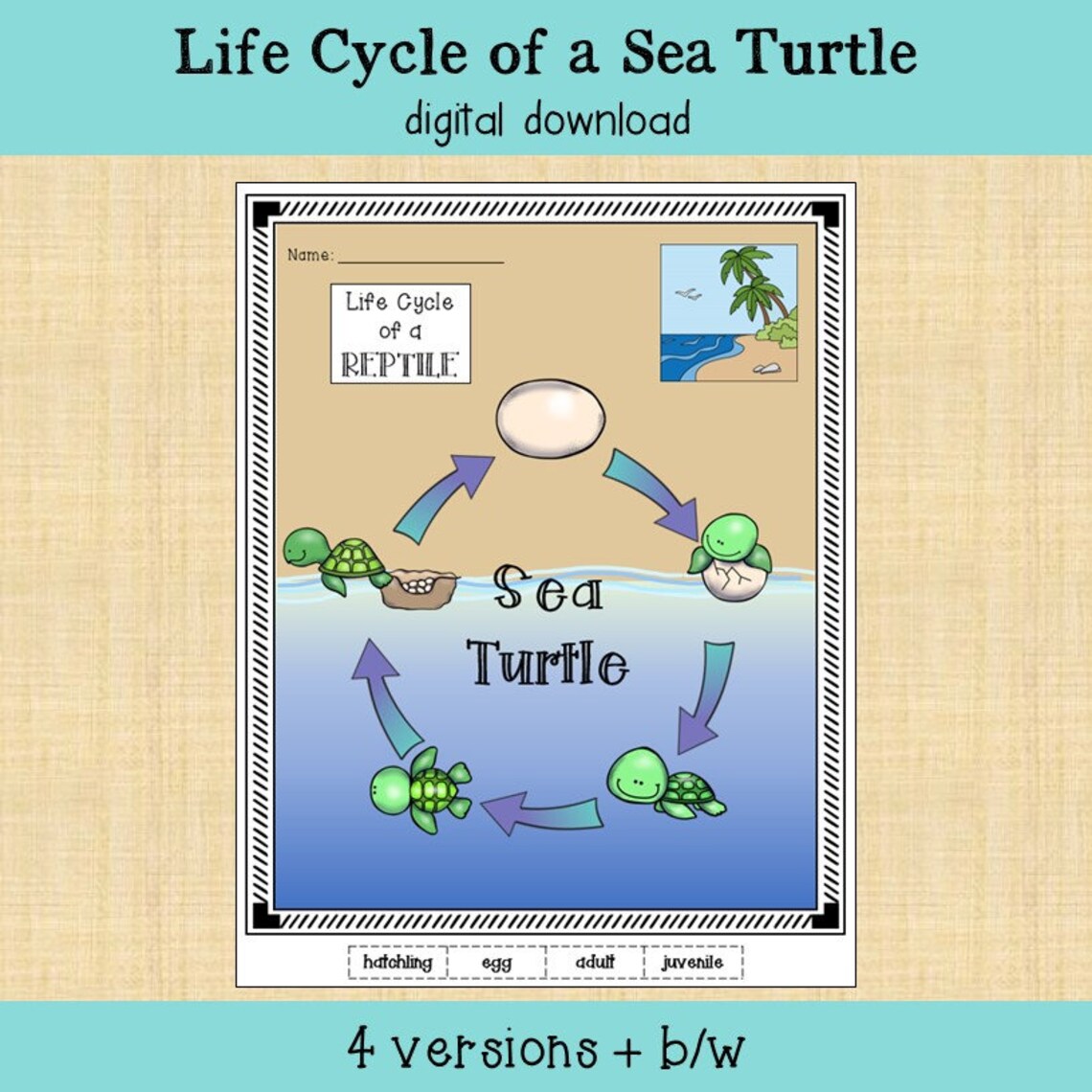 Life Cycle of a Reptile Sea Turtle Worksheet | Science Biology No Prep ...