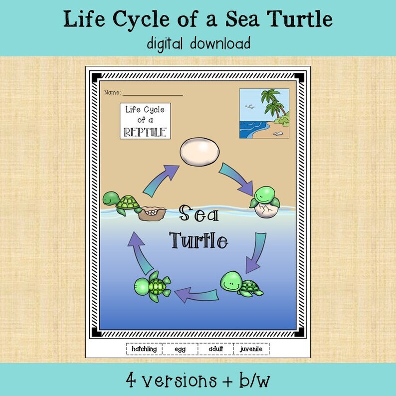 Life Cycle of a Reptile Sea Turtle Worksheet - Etsy