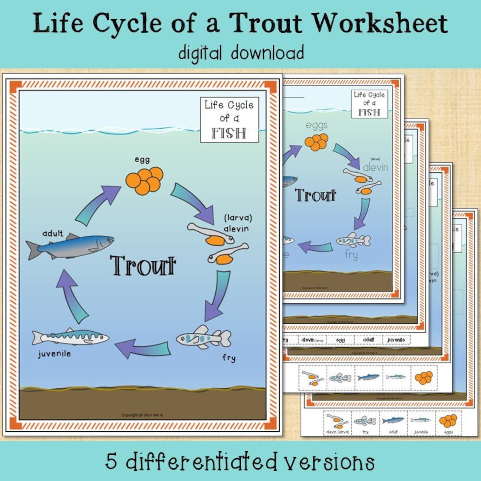 Life Cycle of a Trout Worksheet | Science Biology - Etsy