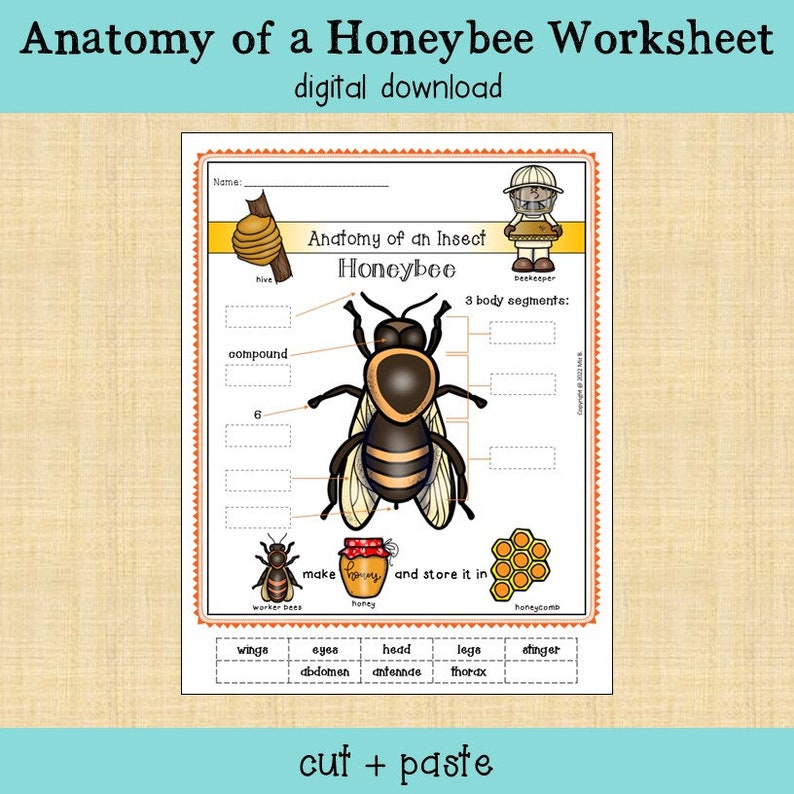 Anatomy of an Insect - Honeybee Printable Worksheet - Etsy