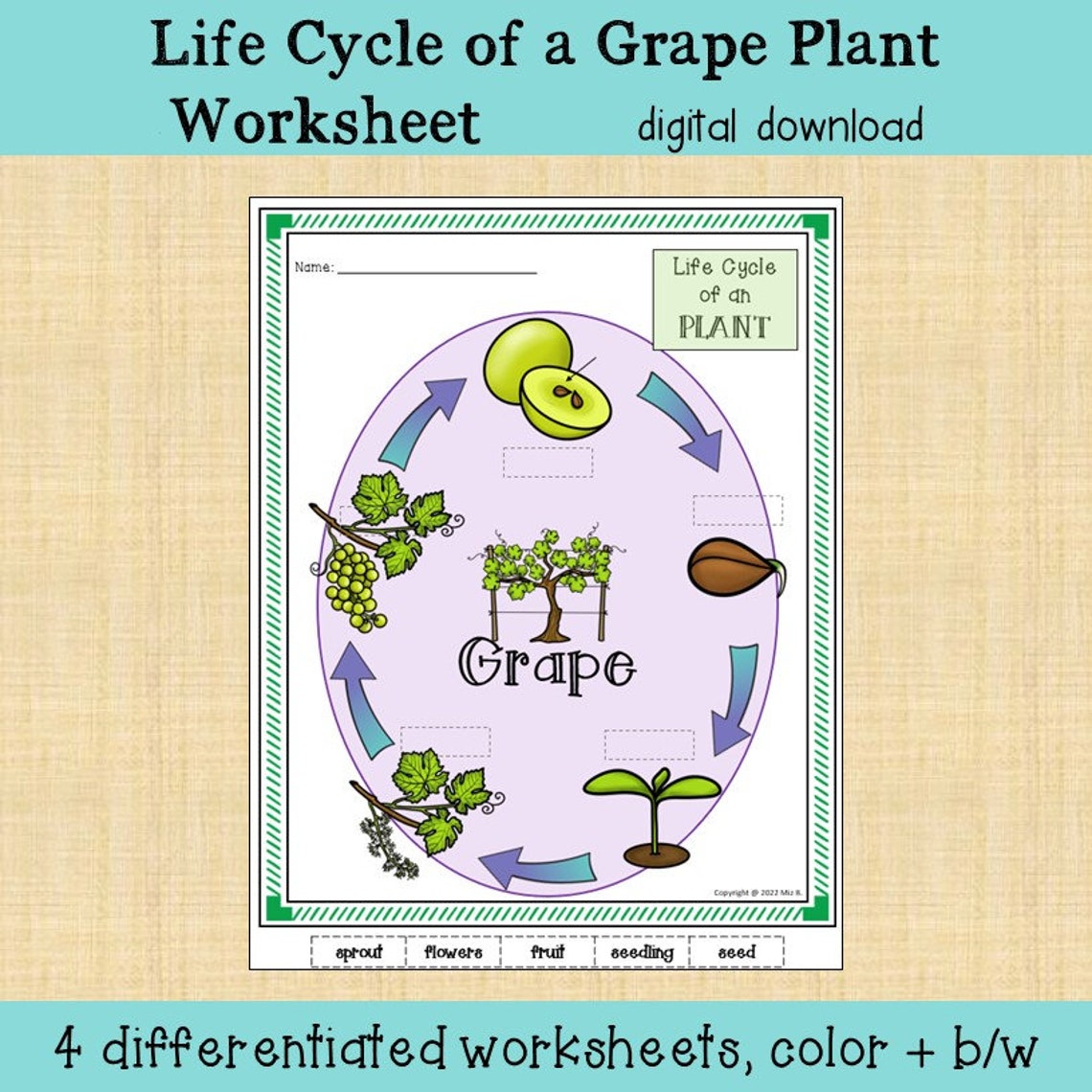 Life Cycle of a Plant - Grape Worksheet | Science Biology - Etsy
