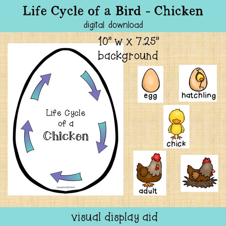 Life Cycle of a Bird - Chicken Printable Worksheet - Etsy