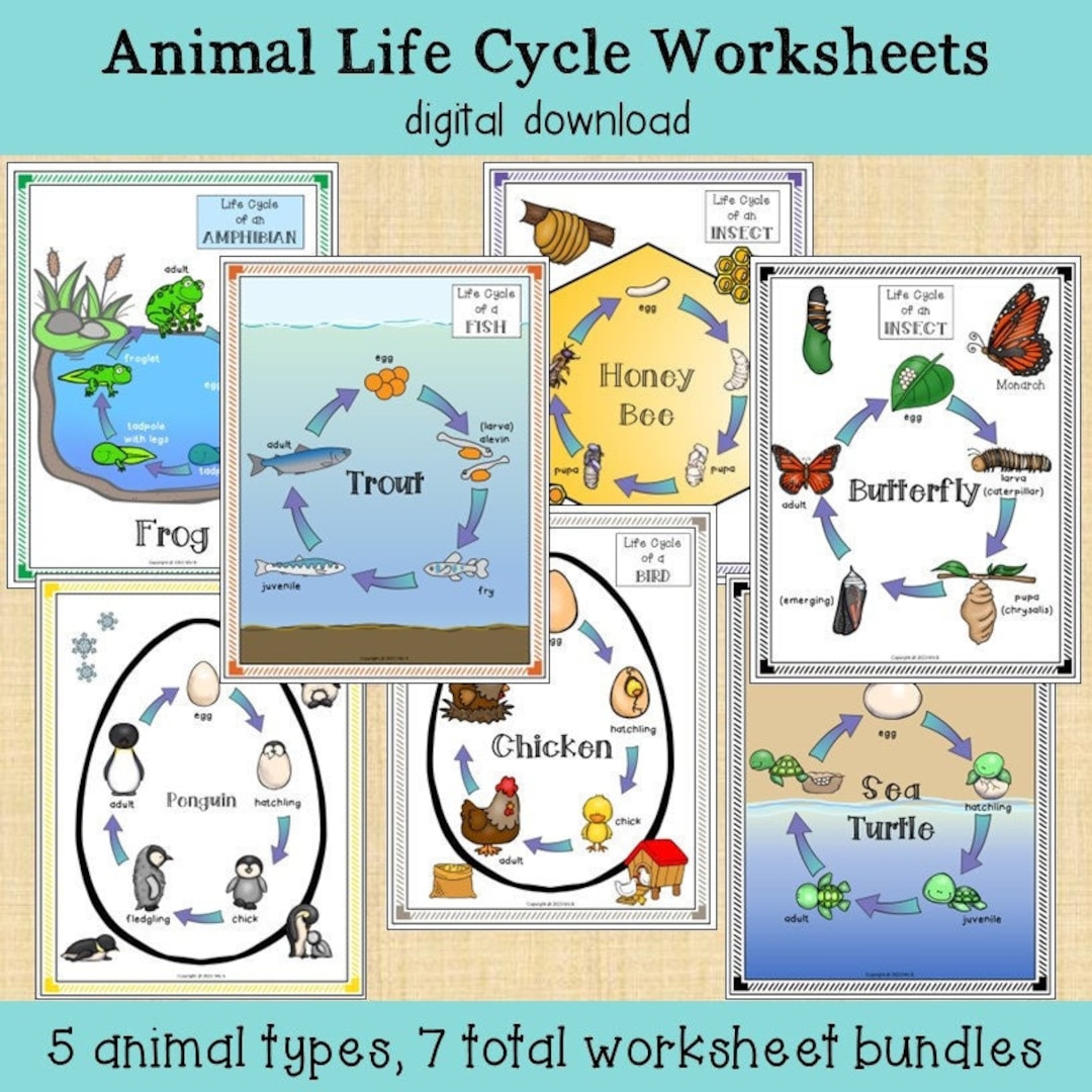 Animals Life Cycle Worksheet Bundle | Bird, Insect, Amphibian, Reptile ...