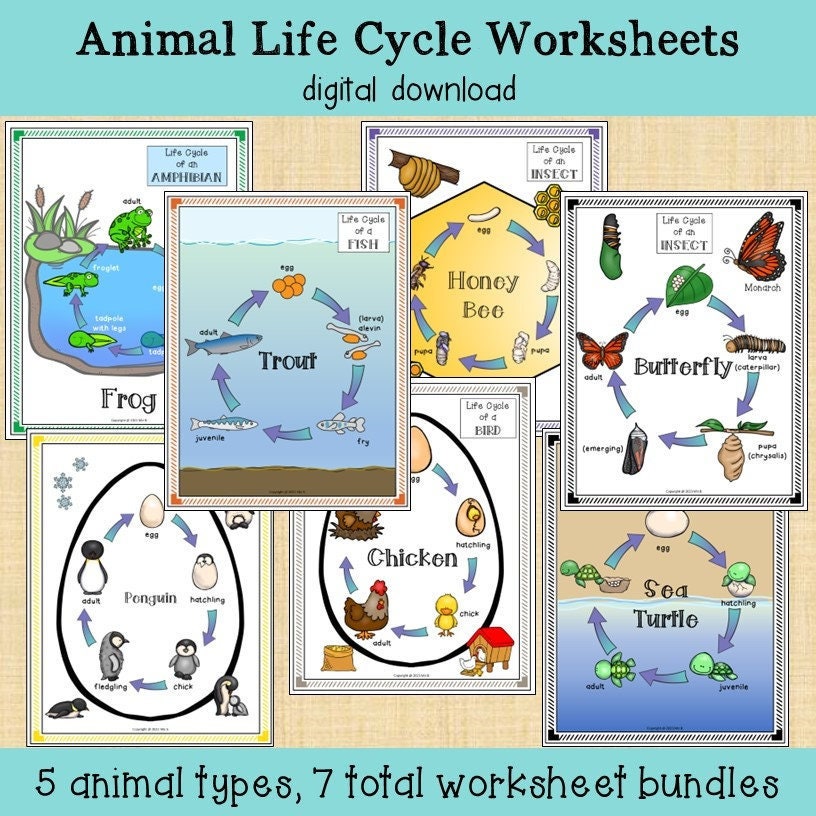 Animals Life Cycle Worksheet Bundle | Bird, Insect, Amphibian, Reptile ...