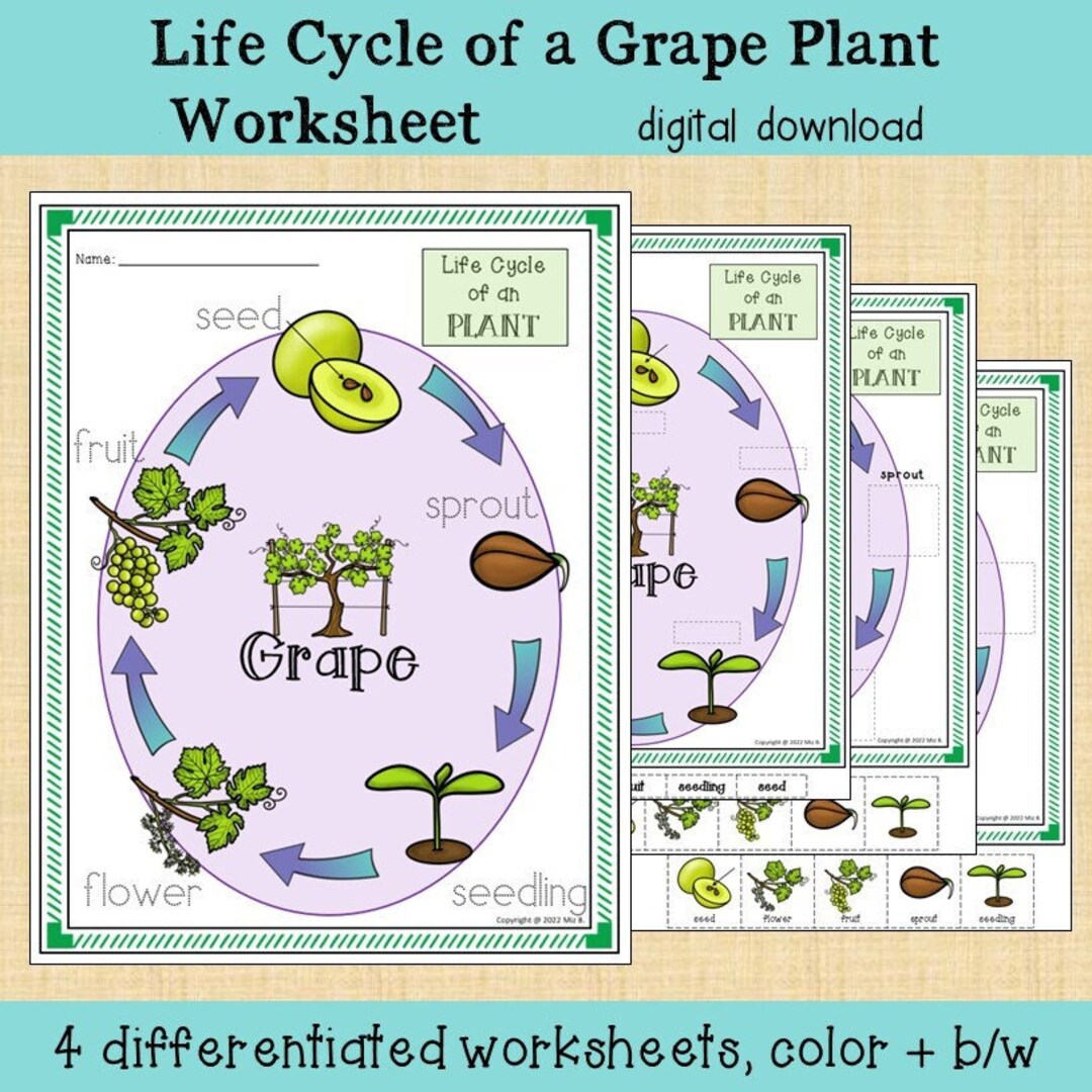 Life Cycle of a Plant - Grape Printable Worksheet - Etsy