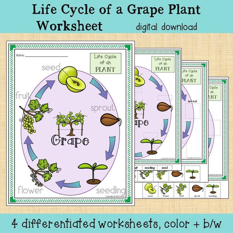 Life Cycle of a Plant - Grape Printable Worksheet - Etsy Canada