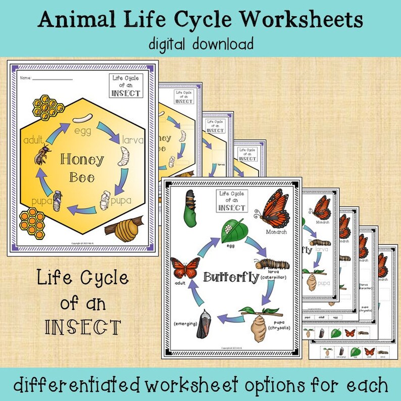 Animals Life Cycle Worksheet Bundle | Bird, Insect, Amphibian, Reptile ...
