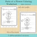 Parts of a Flower Coloring Worksheet - Etsy