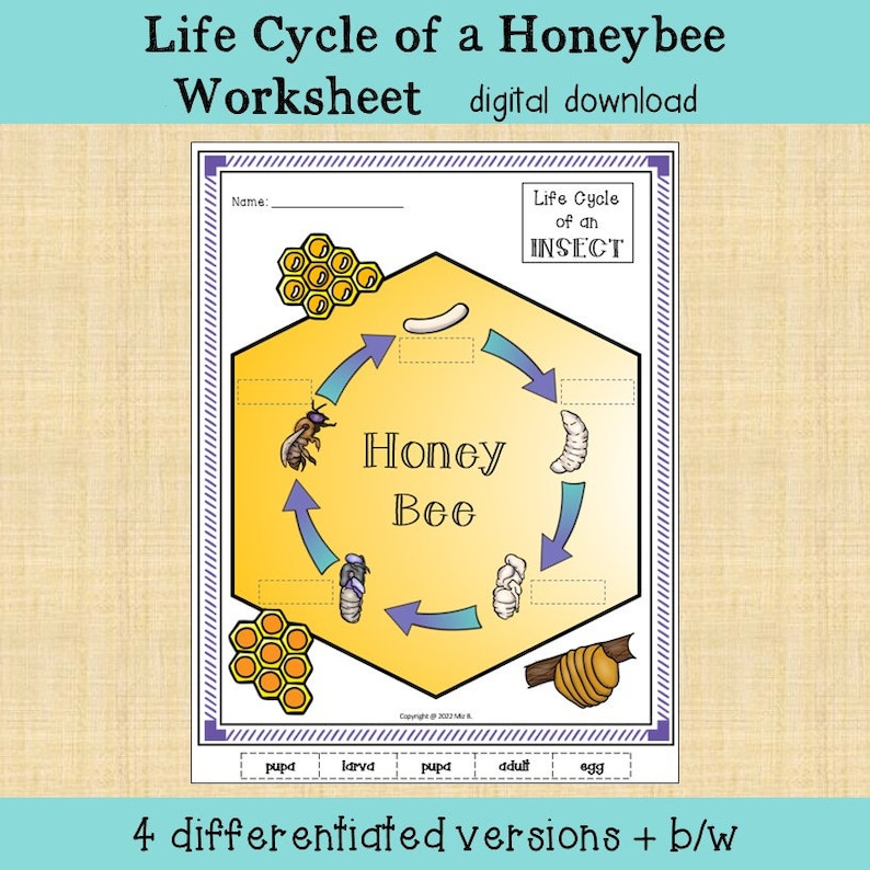 Life Cycle of a Honeybee Worksheet - Etsy