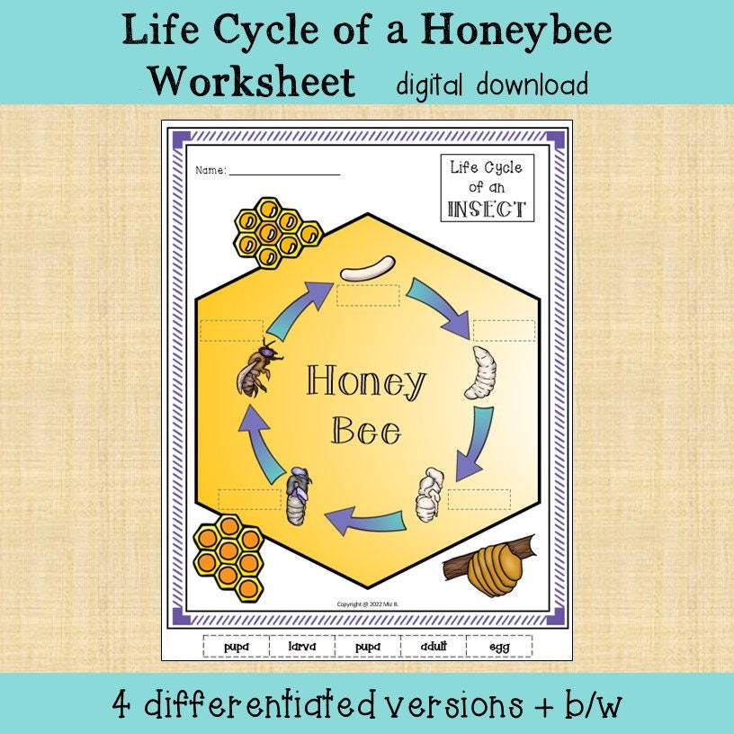 Life Cycle of a Honeybee Worksheet - Etsy
