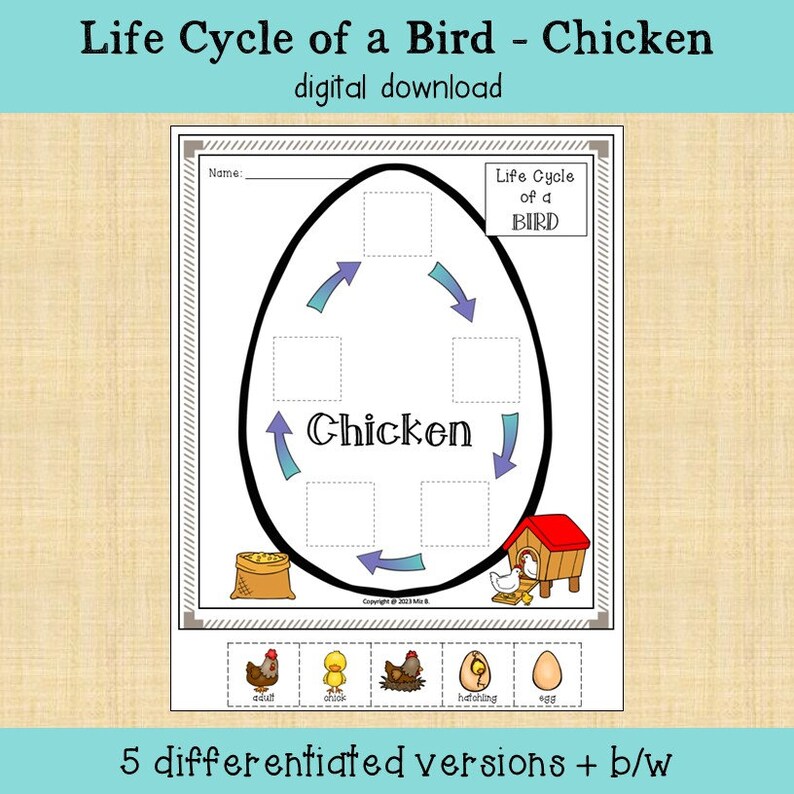 Life Cycle of a Bird - Chicken Biology Science Worksheet No Prep - Etsy