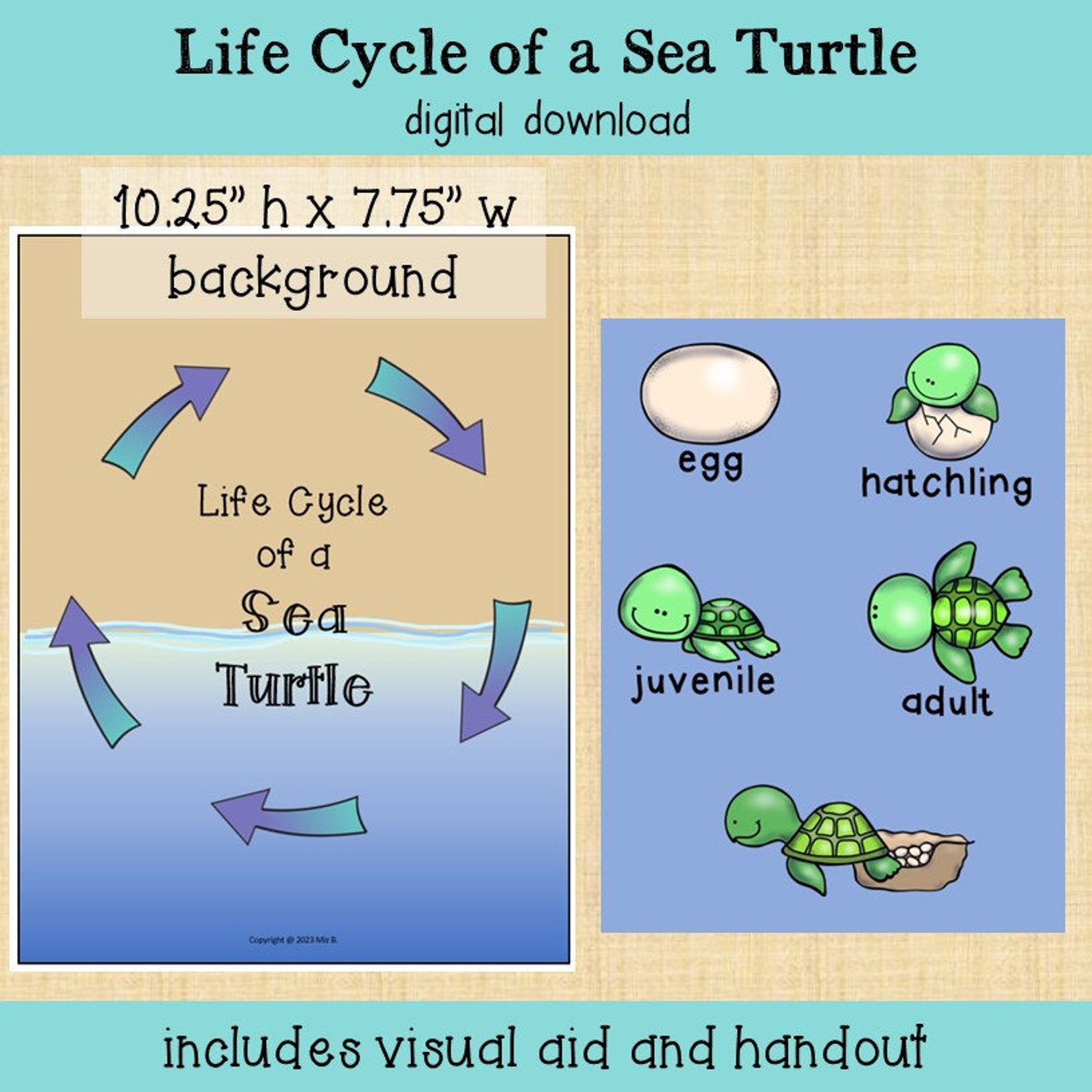 Life Cycle of a Reptile Sea Turtle Worksheet | Science Biology No Prep ...