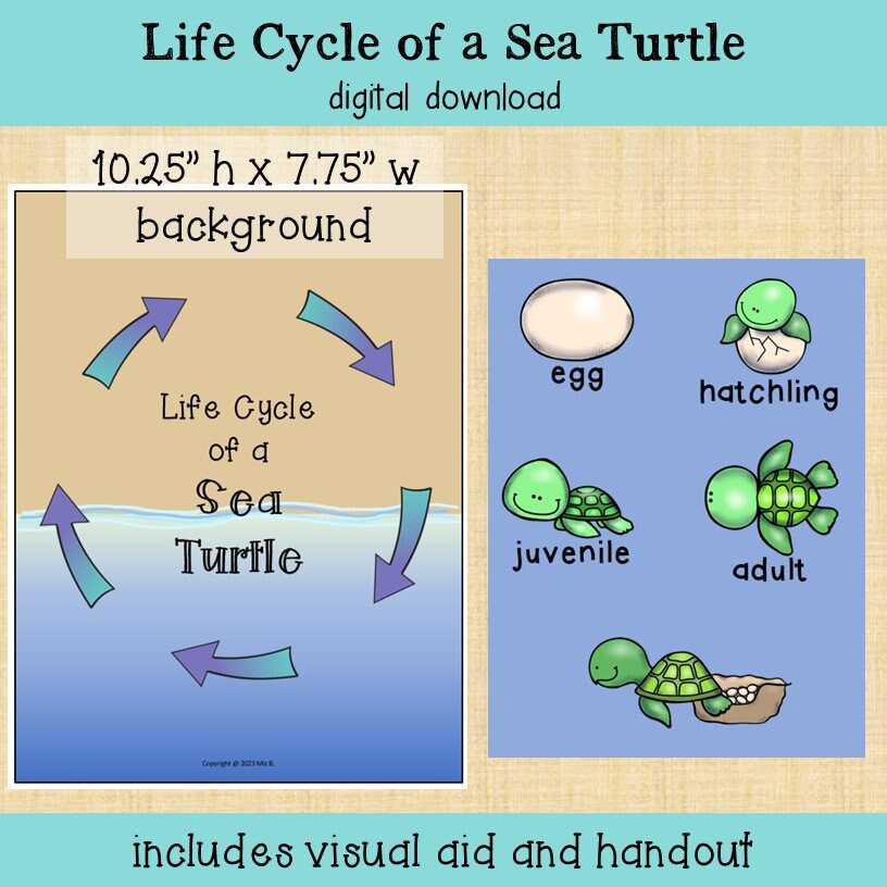 Life Cycle of a Reptile Sea Turtle Worksheet - Etsy
