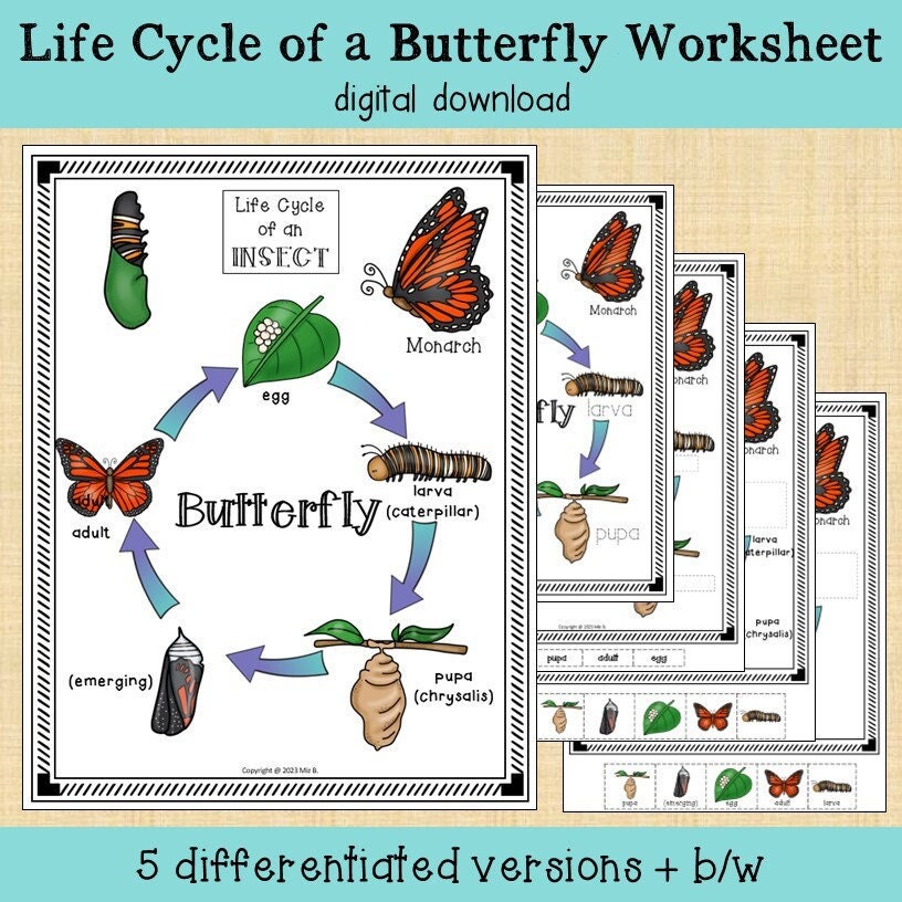 Life Cycle of an Insect - Monarch Butterfly Printable Worksheet - Etsy