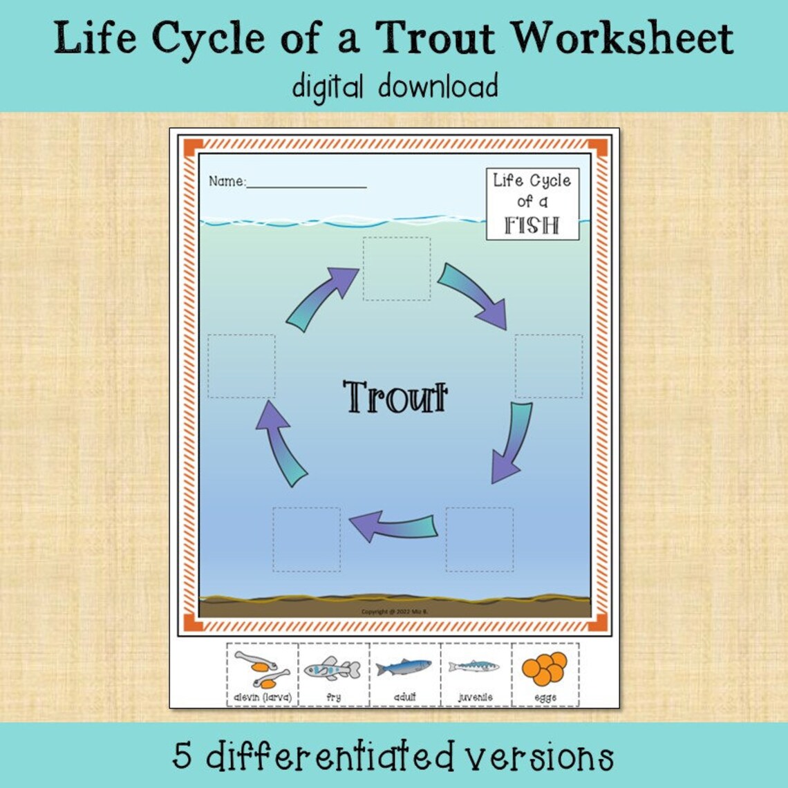Life Cycle of a Trout Worksheet - Etsy