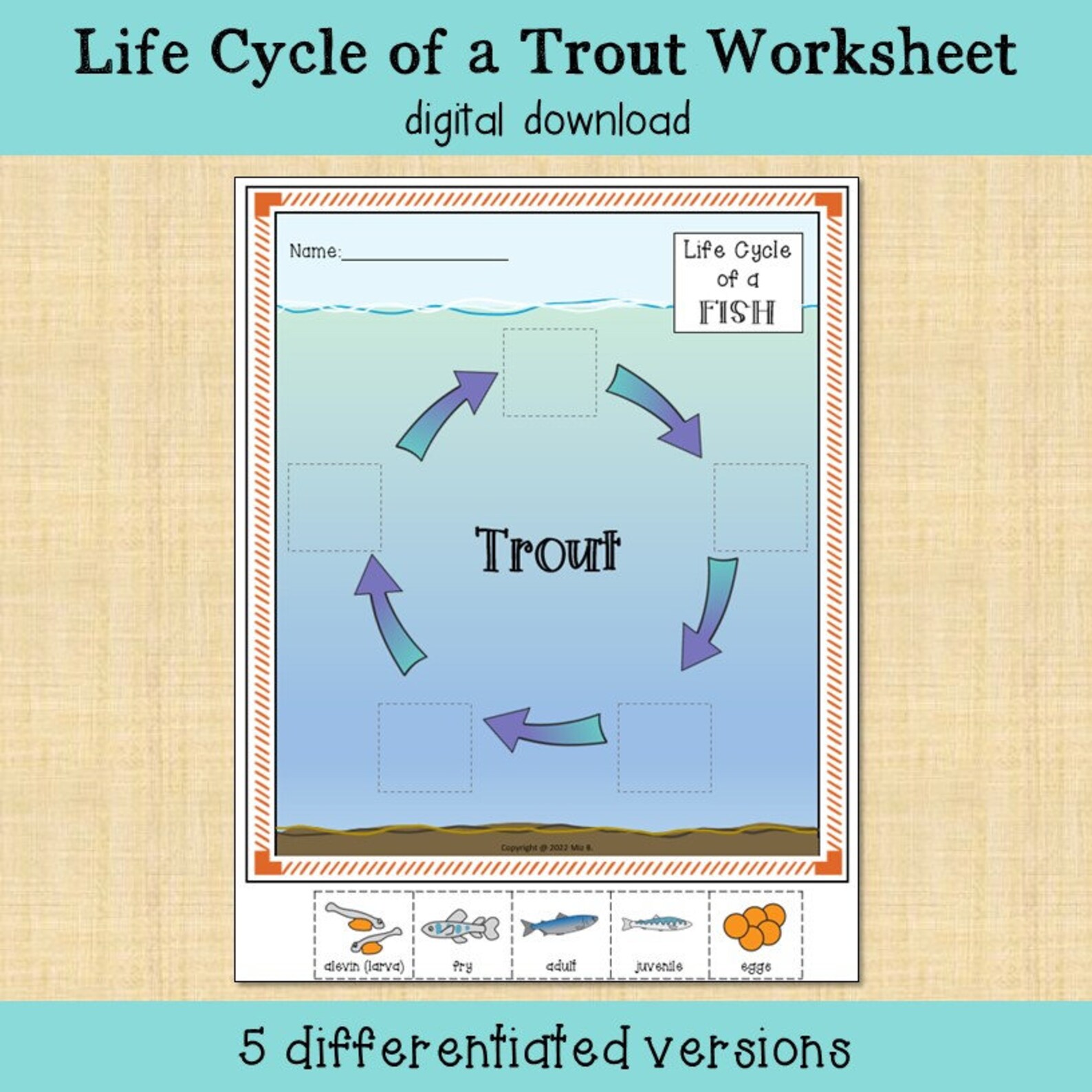 Life Cycle of a Trout Worksheet - Etsy