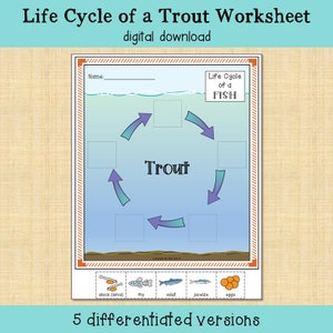Life Cycle of a Trout Worksheet - Etsy