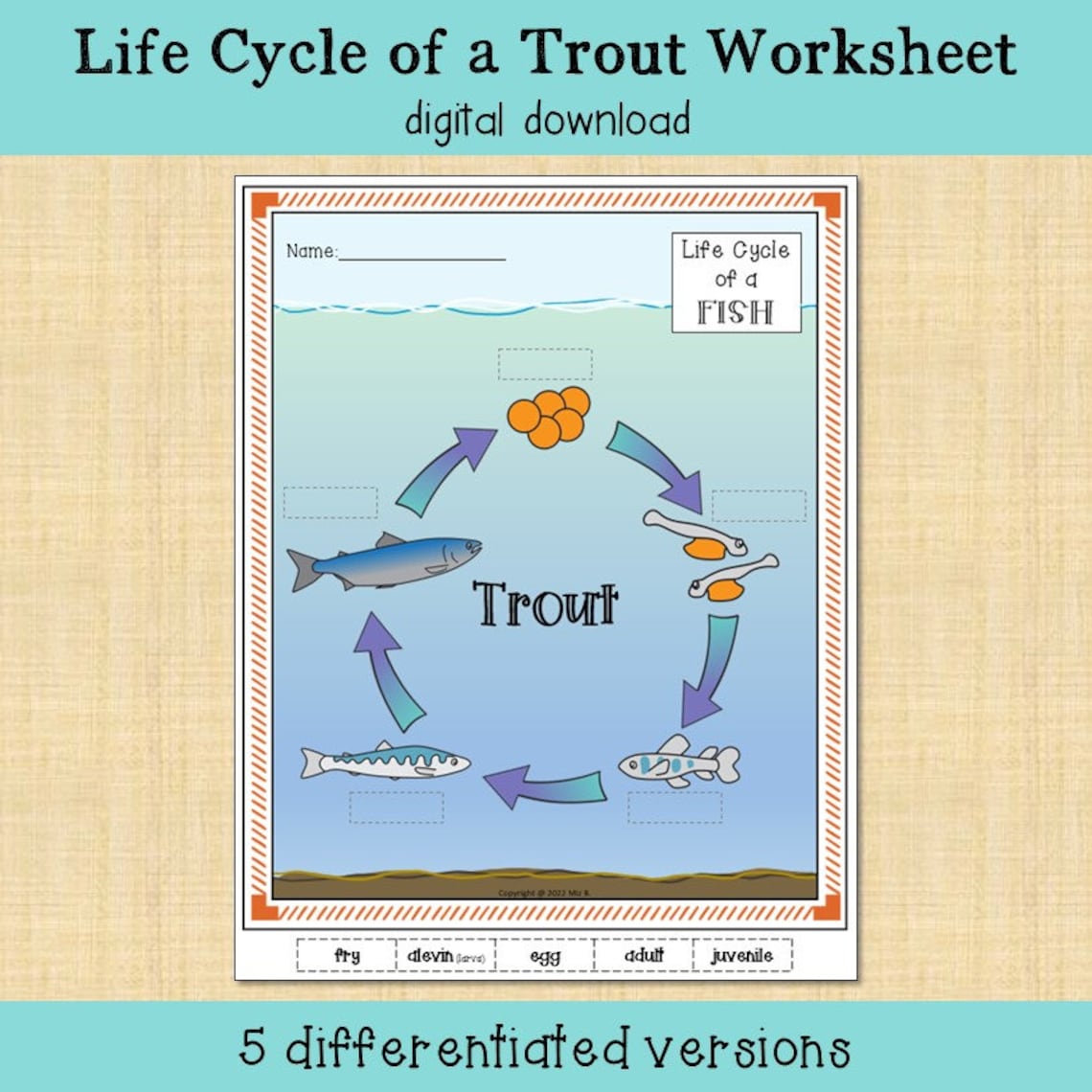 Life Cycle of a Trout Worksheet - Etsy
