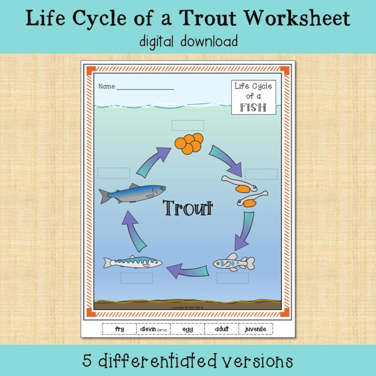 Life Cycle of a Trout Worksheet - Etsy