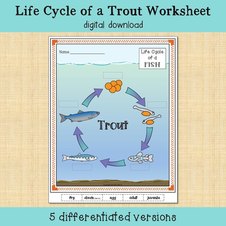 Life Cycle of a Trout Worksheet - Etsy