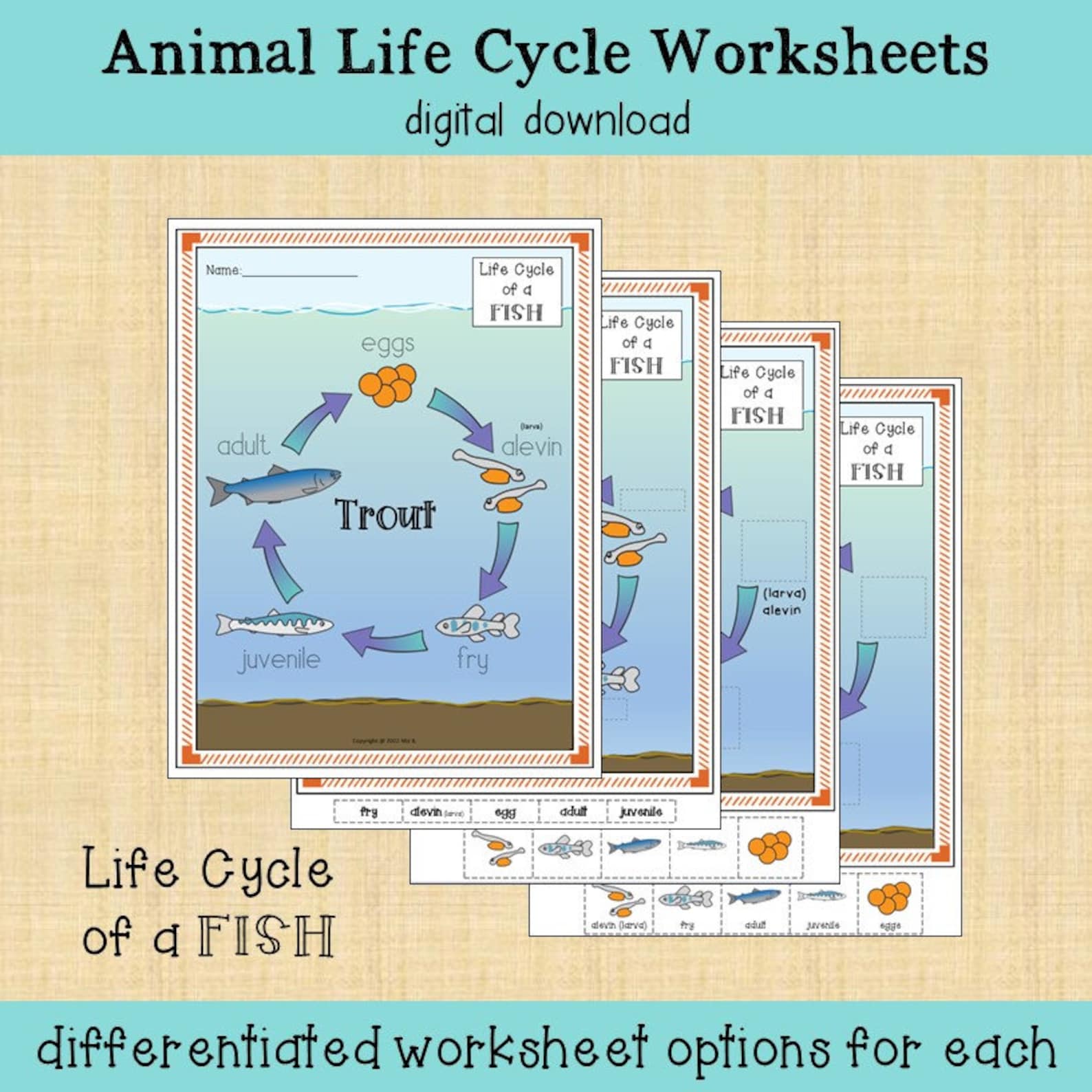 Animals Life Cycle Worksheet Bundle | Bird, Insect, Amphibian, Reptile ...