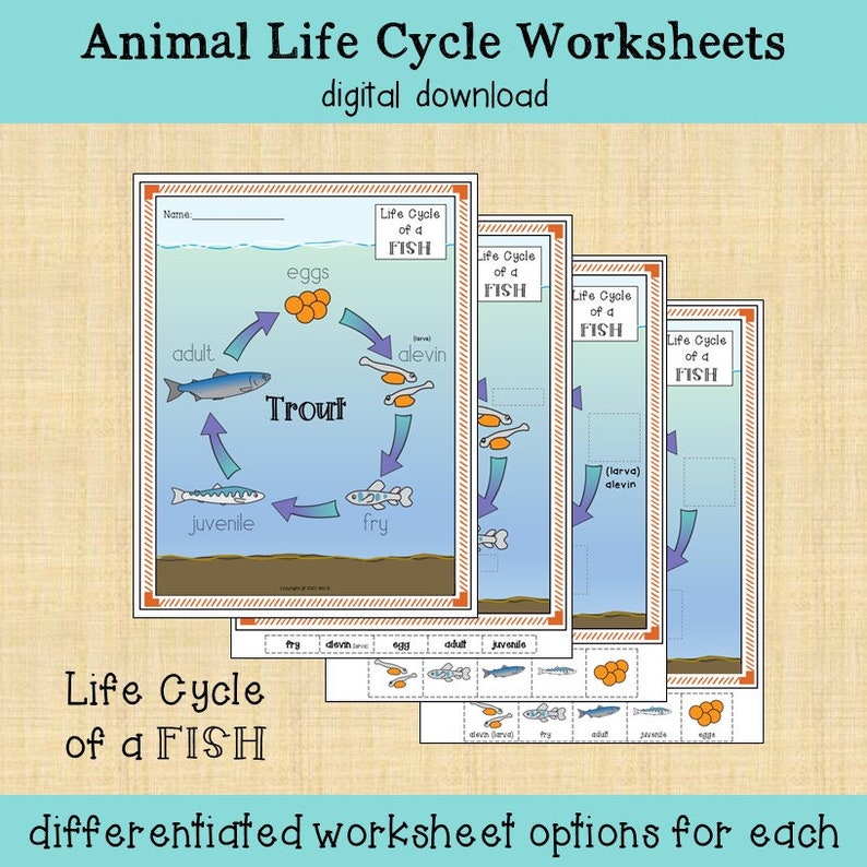 Animals Life Cycle Worksheet Bundle | Bird, Insect, Amphibian, Reptile ...