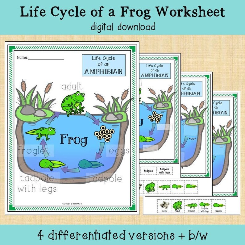Life Cycle of an Amphibian - Frog Science Biology Worksheet | No Prep ...