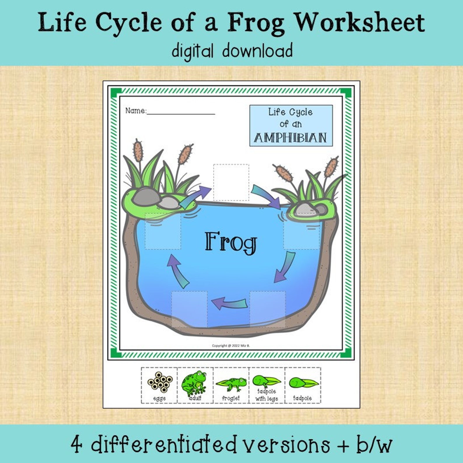 Life Cycle of an Amphibian - Frog Printable Worksheet - Etsy
