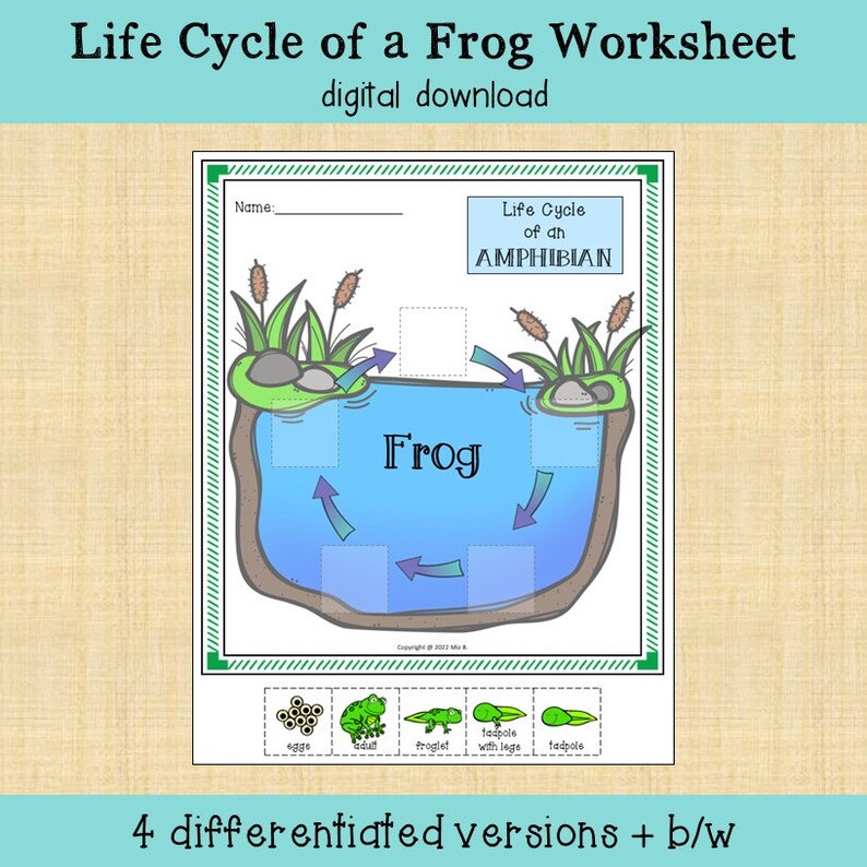 Life Cycle of an Amphibian - Frog Printable Worksheet - Etsy