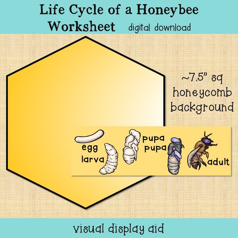 Hoja de trabajo sobre el ciclo de vida de una abeja - Etsy México