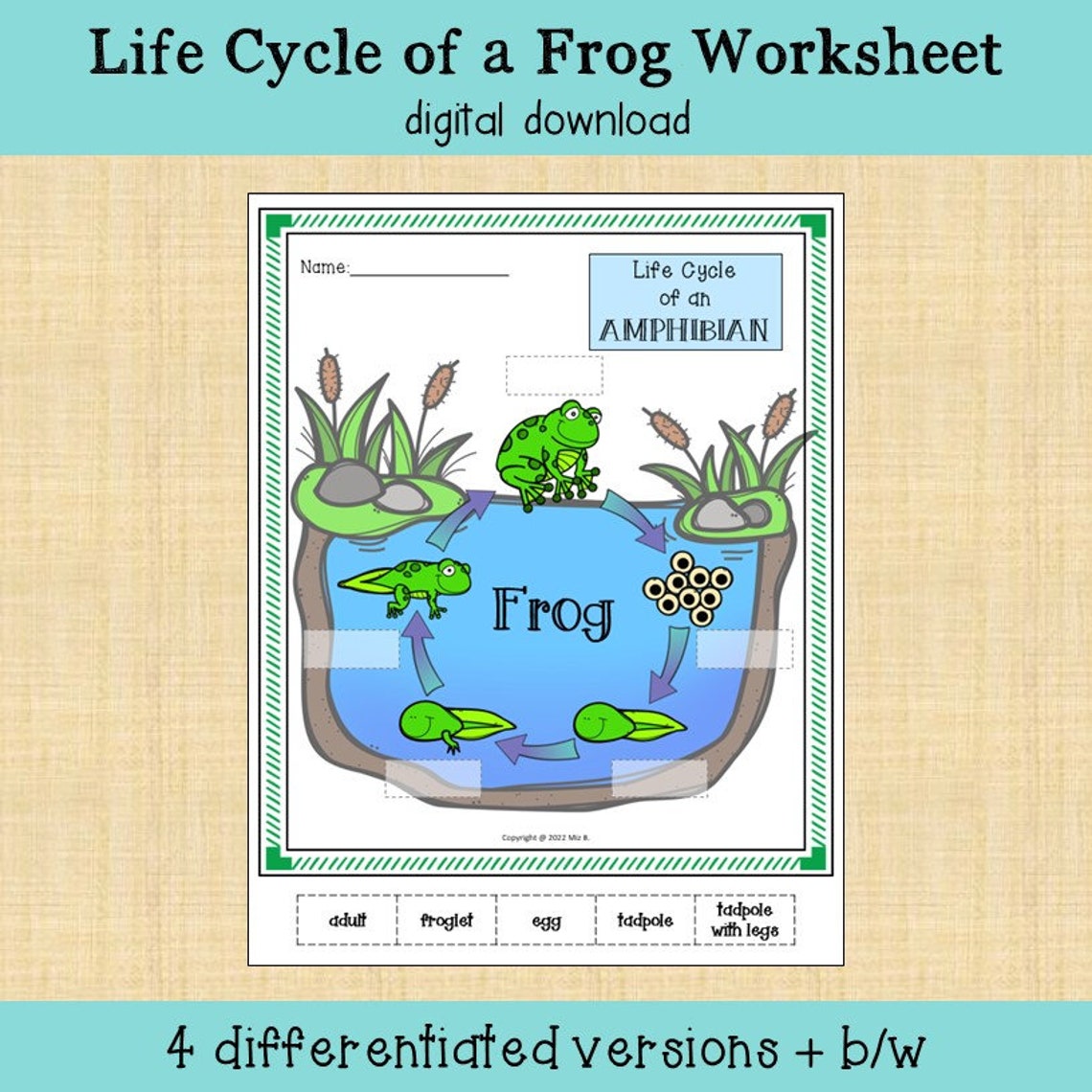 Life Cycle of an Amphibian - Frog Printable Worksheet - Etsy
