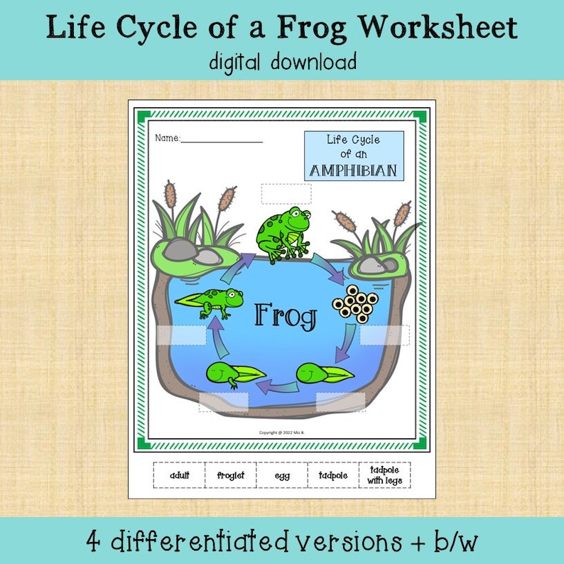 Life Cycle of an Amphibian - Frog Printable Worksheet - Etsy