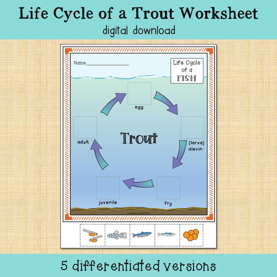 Life Cycle of a Trout Worksheet - Etsy