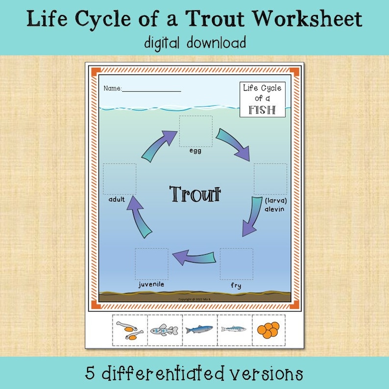 Life Cycle of a Trout Worksheet - Etsy