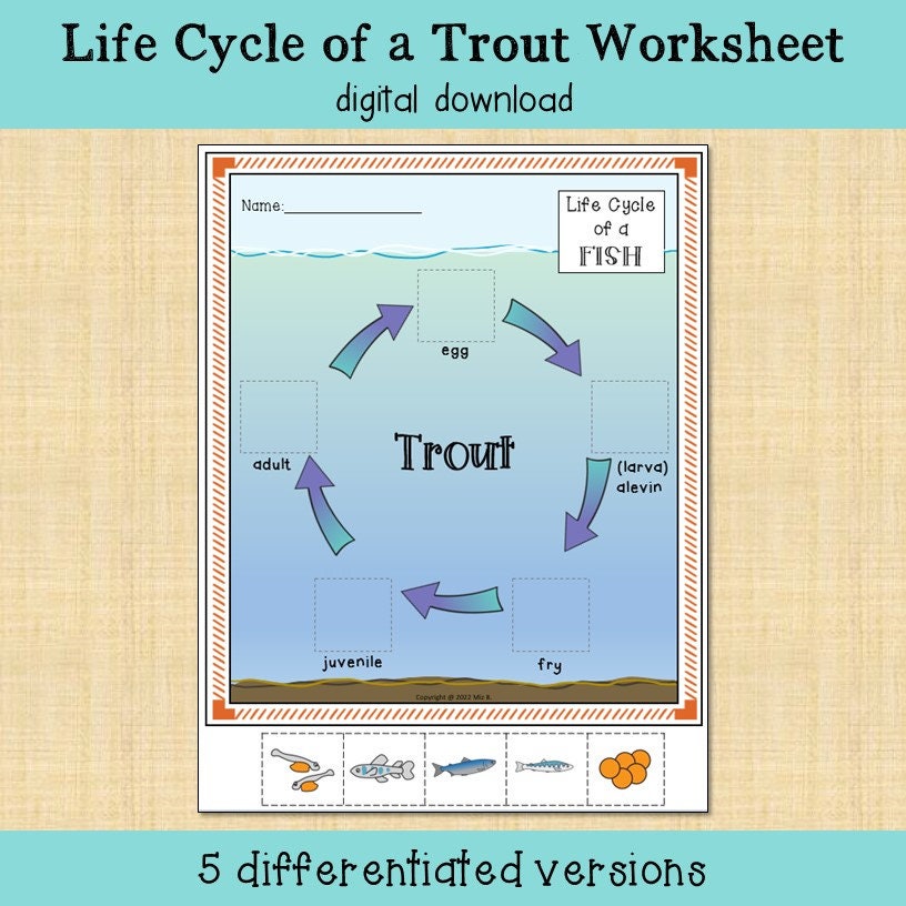 Life Cycle of a Trout Worksheet - Etsy