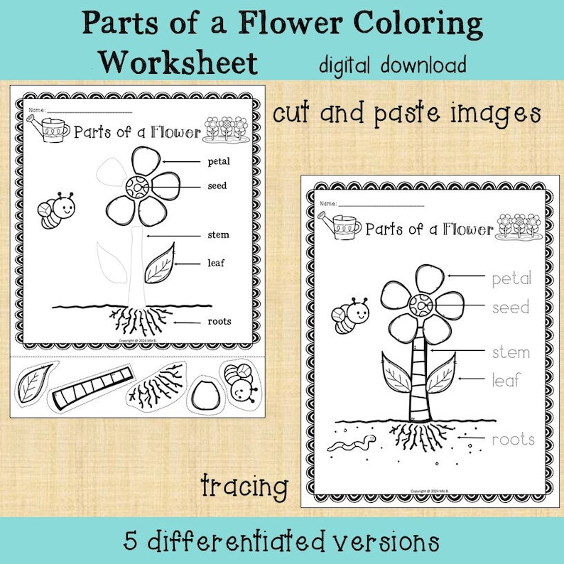 Parts of a Flower Coloring Worksheet - Etsy