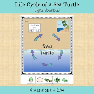 Life Cycle of a Reptile Sea Turtle Worksheet - Etsy