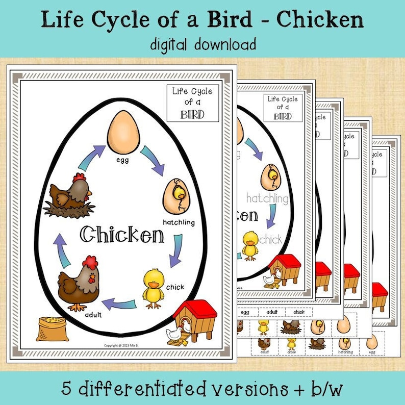 Life Cycle of a Bird - Chicken Printable Worksheet - Etsy