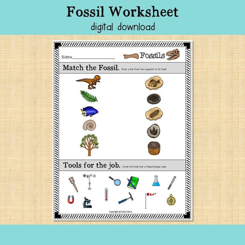 Fossils Worksheet - Etsy