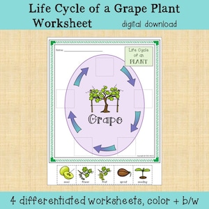 Life Cycle of a Plant Grape Printable Worksheet - Etsy