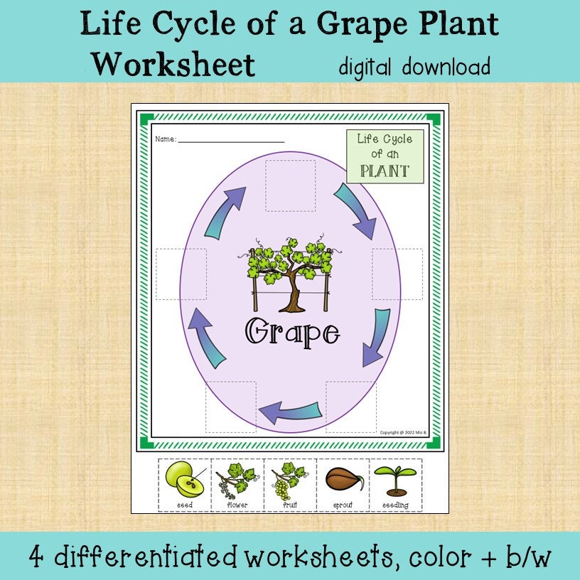 Life Cycle of a Plant - Grape Printable Worksheet - Etsy