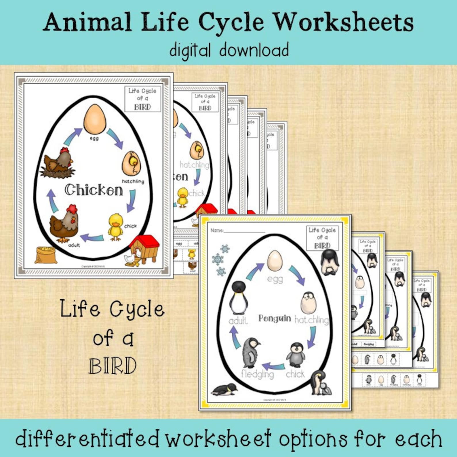 Animals Life Cycle Worksheet Bundle | Bird, Insect, Amphibian, Reptile ...