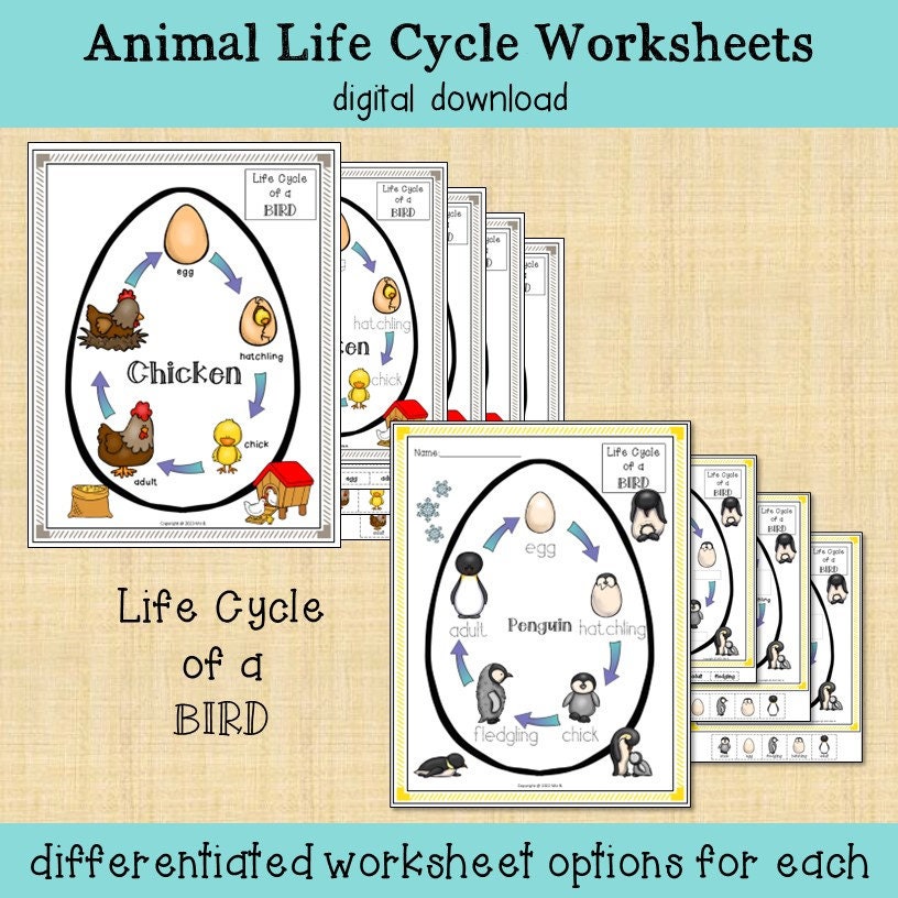 Animals Life Cycle Worksheet Bundle | Bird, Insect, Amphibian, Reptile ...