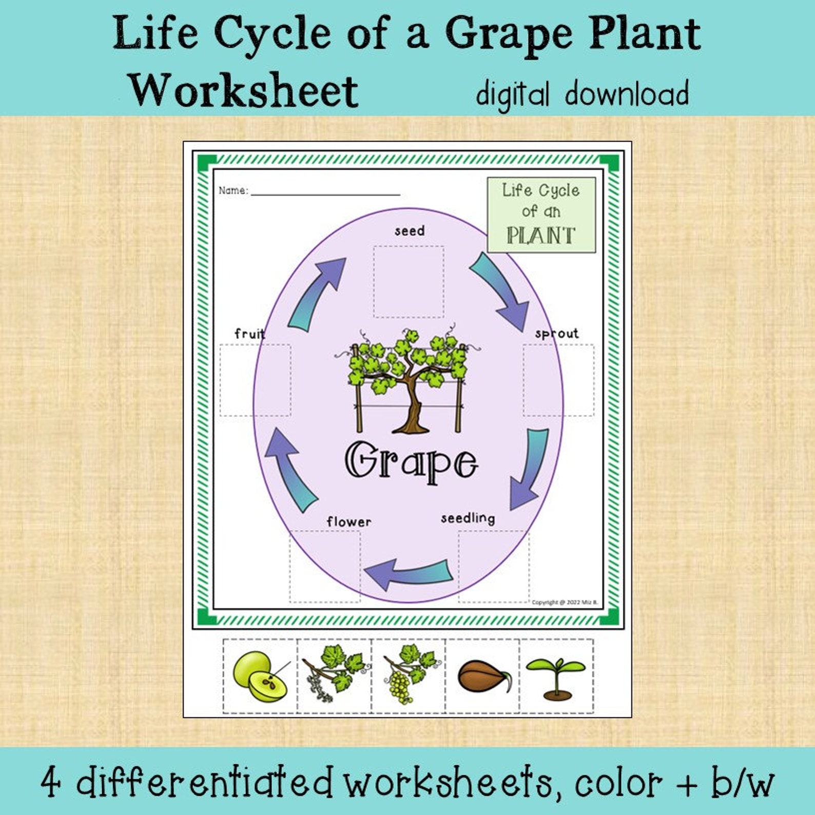 Life Cycle of a Plant - Grape Worksheet | Science Biology - Etsy