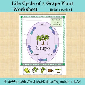 Life Cycle of a Plant - Grape Printable Worksheet - Etsy
