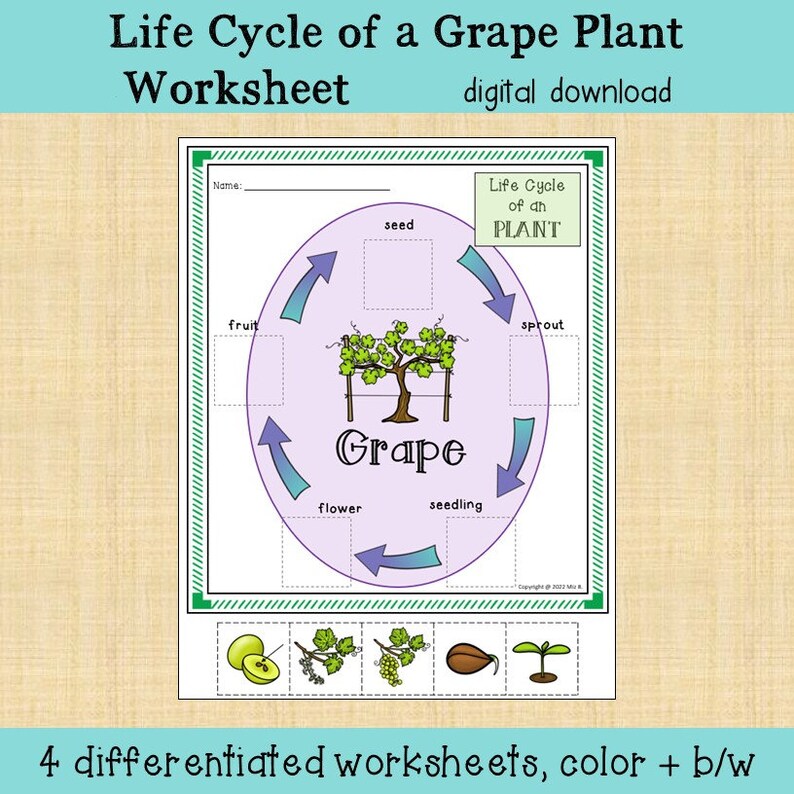 Life Cycle of a Plant - Grape Printable Worksheet - Etsy