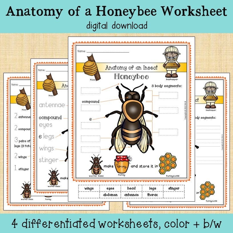 Anatomy of an Insect - Honeybee Printable Worksheet - Etsy